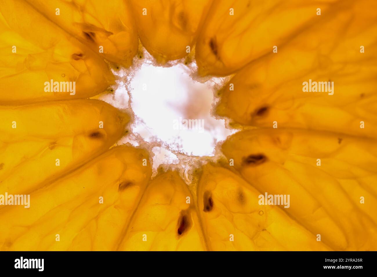 cross section of a tangerine illuminated by backlight structure Stock ...