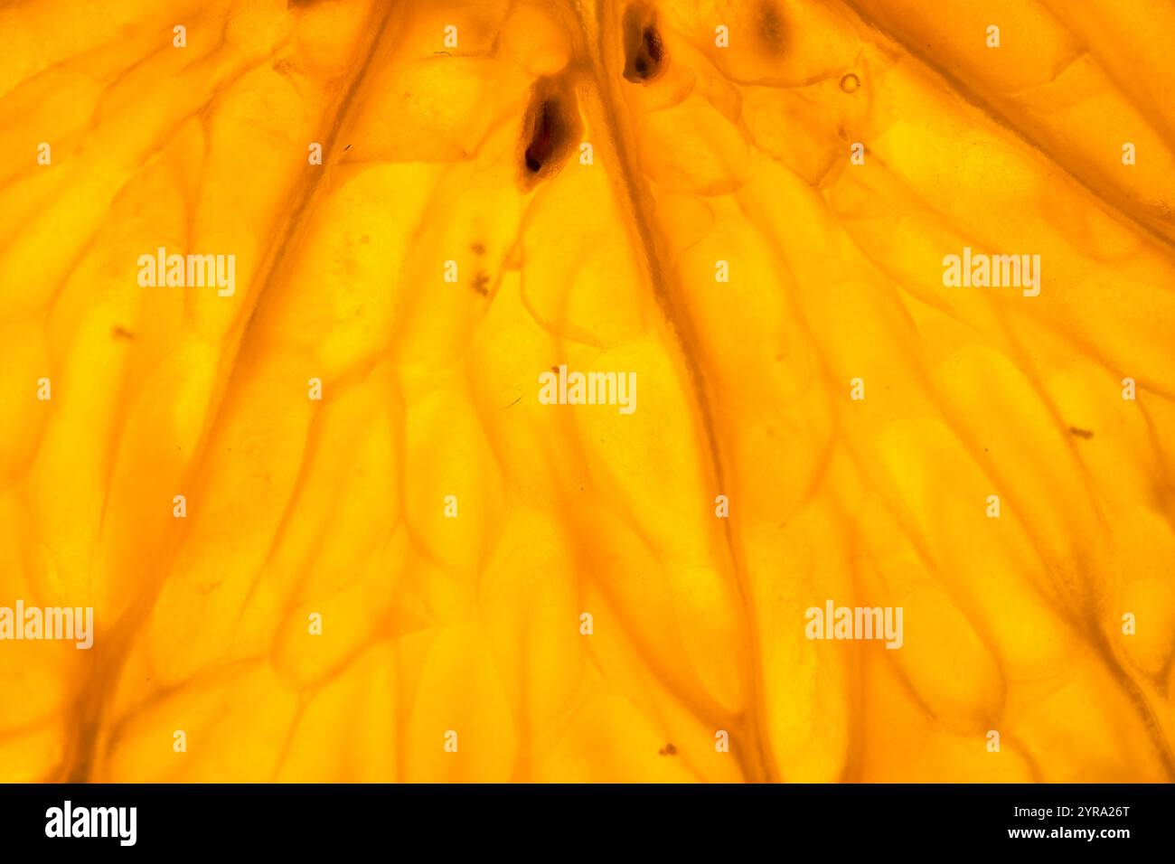 cross section of a tangerine illuminated by backlight structure Stock ...