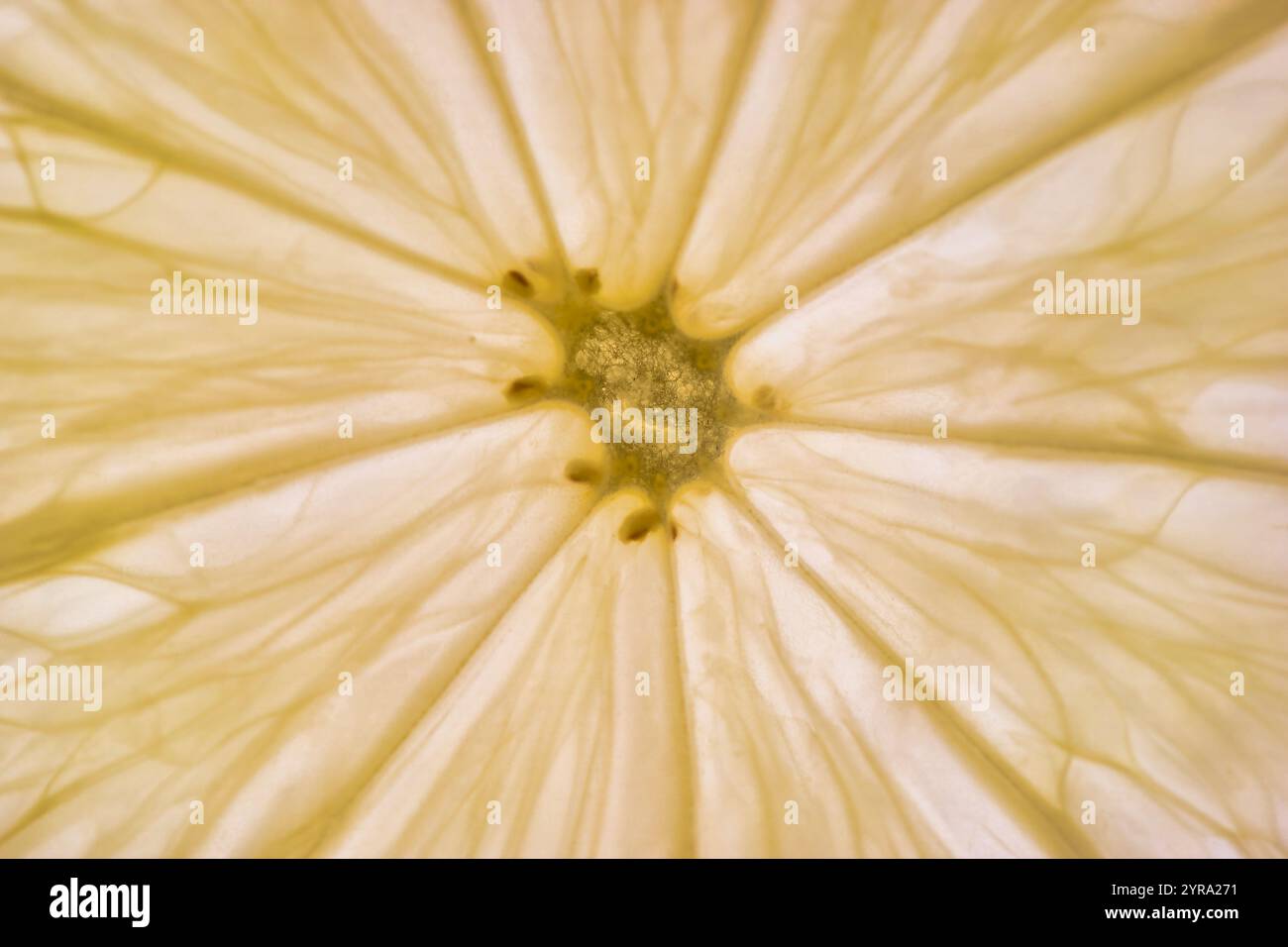 cross section of lemon backlit structure Stock Photo - Alamy