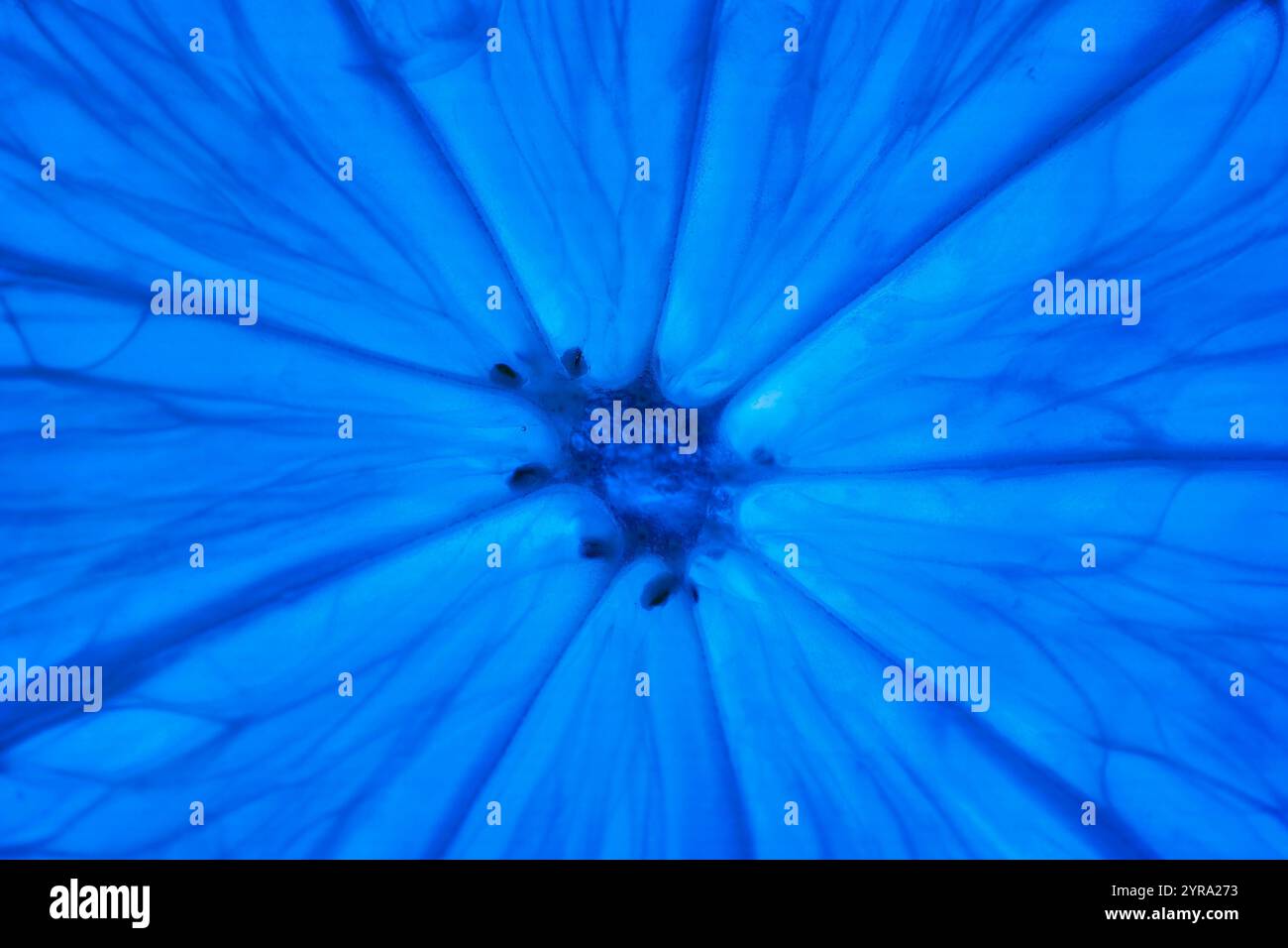 Cross section of lemon hi-res stock photography and images - Alamy