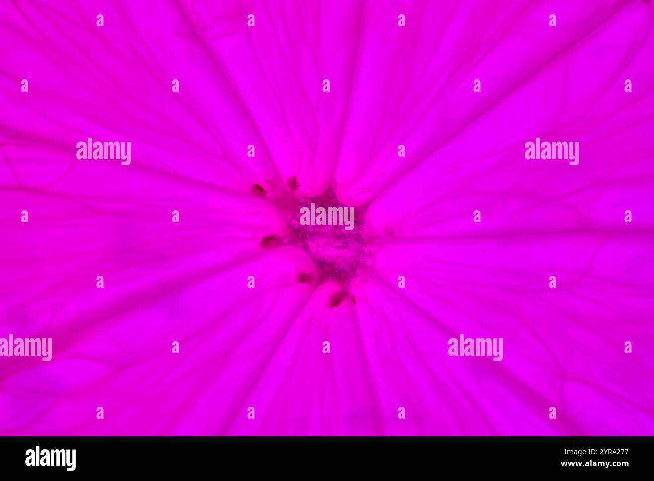 cross section of lemon backlit structure Stock Photo - Alamy