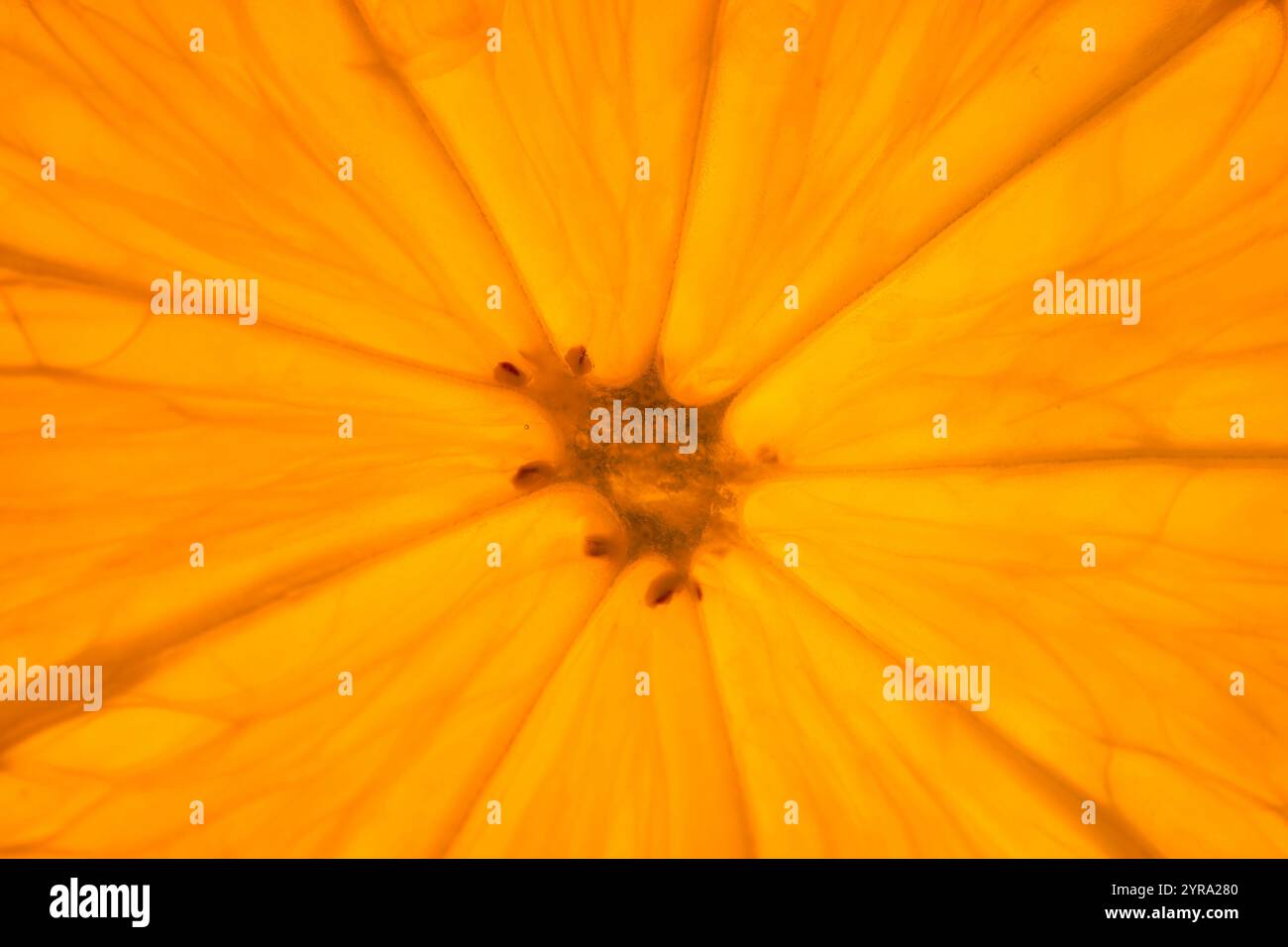 cross section of lemon backlit structure Stock Photo - Alamy