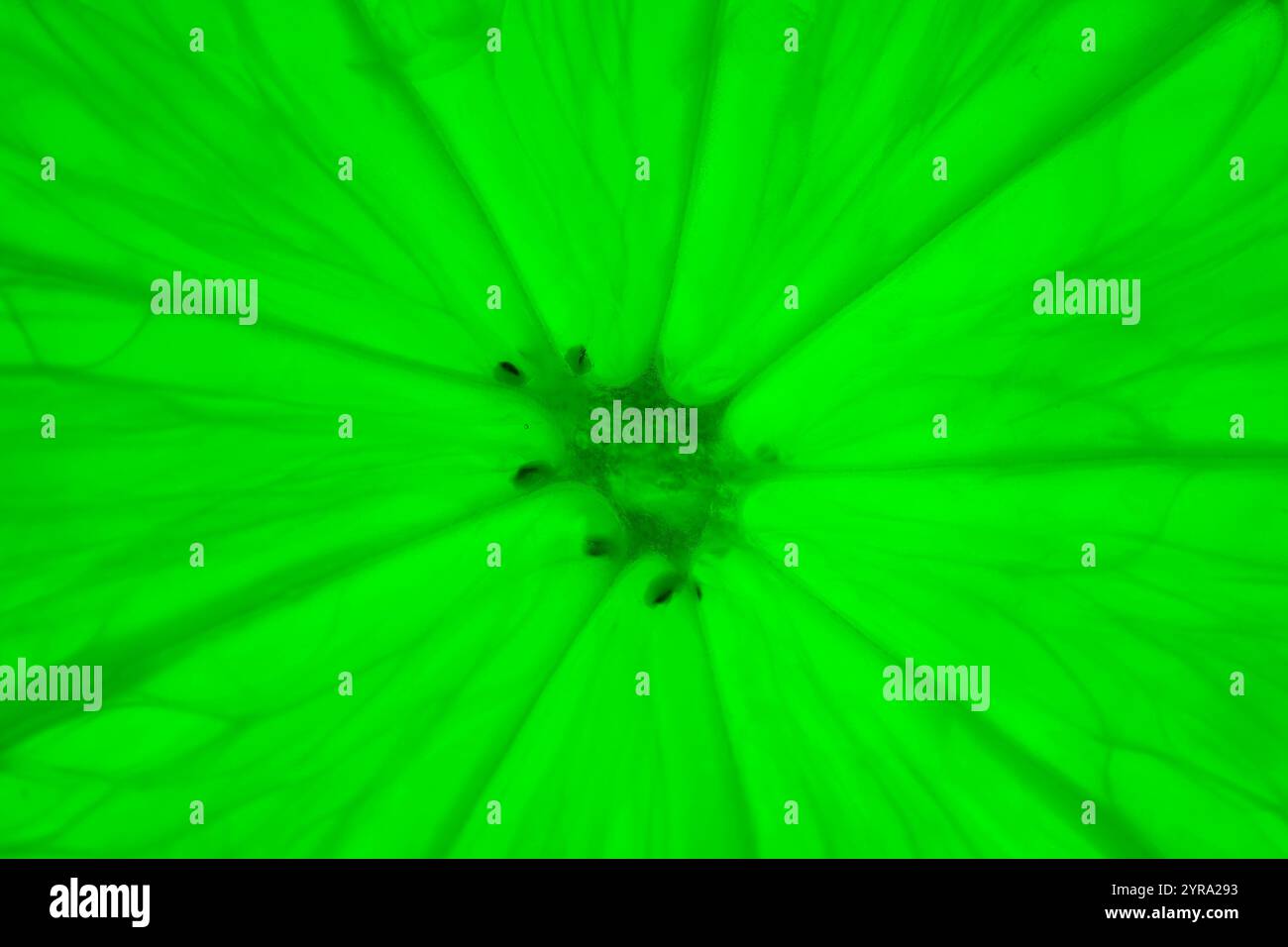 cross section of lemon backlit structure Stock Photo - Alamy