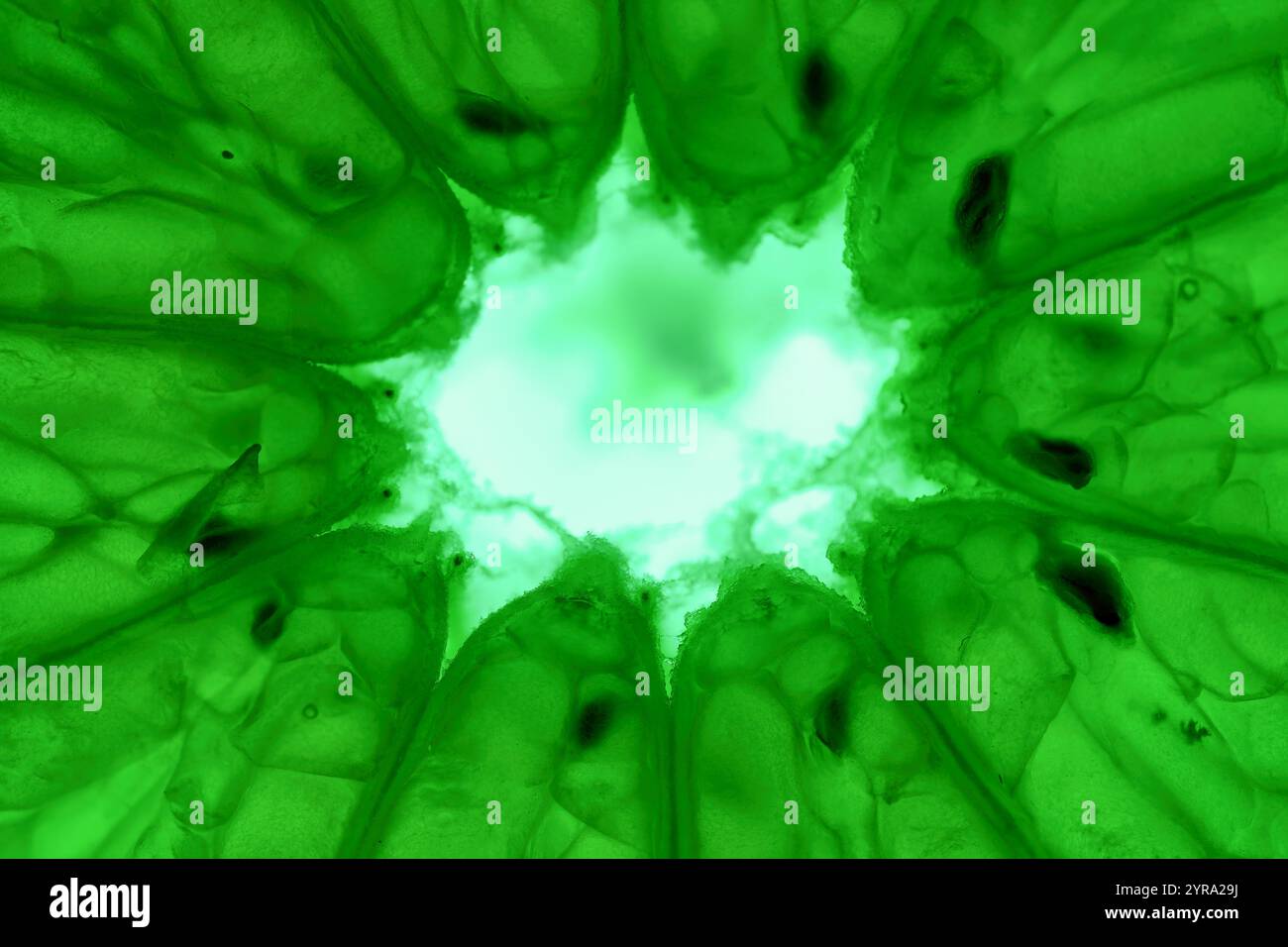 cross section of a tangerine illuminated by backlight structure Stock ...