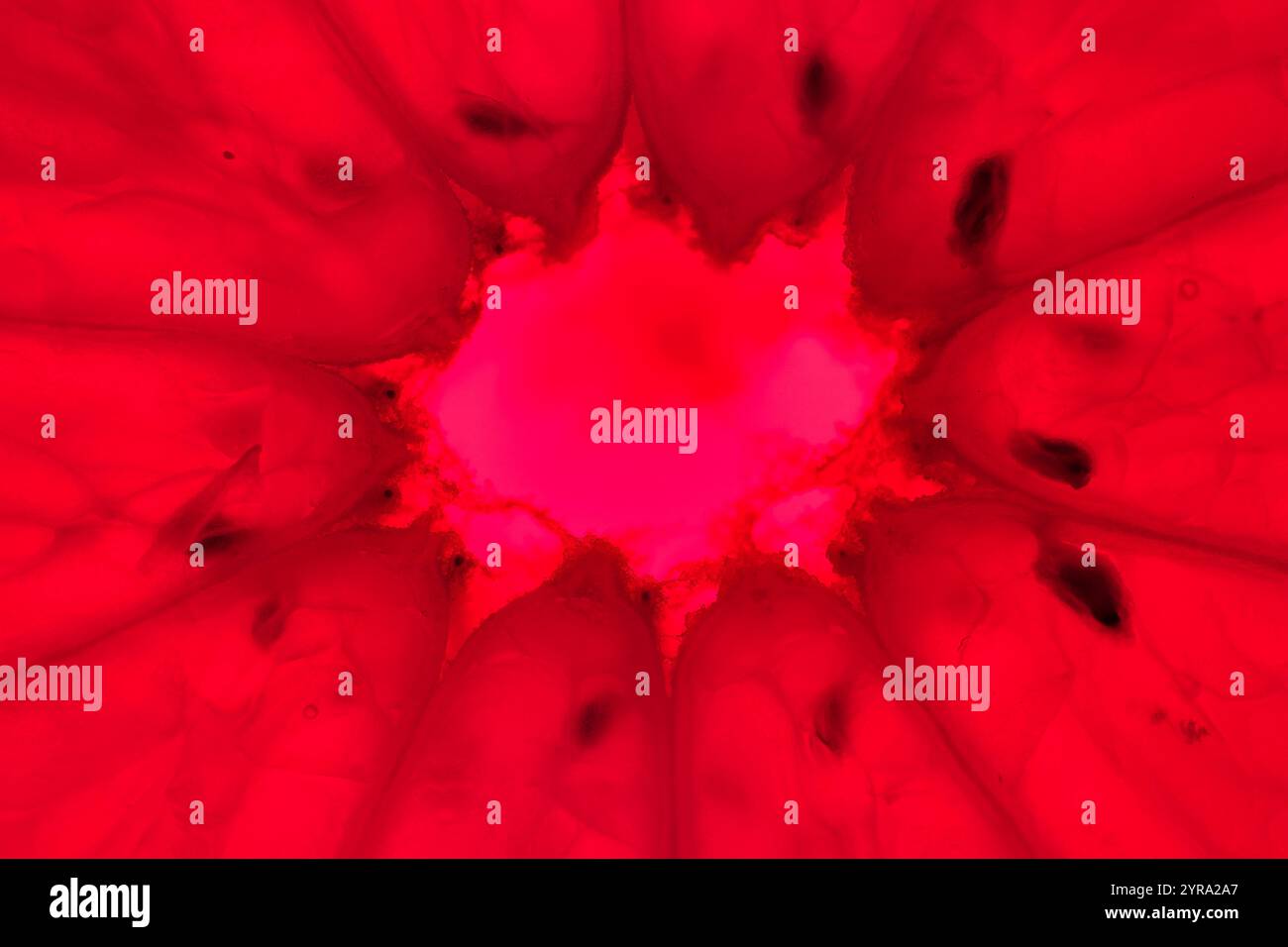 cross section of a tangerine illuminated by backlight structure Stock ...