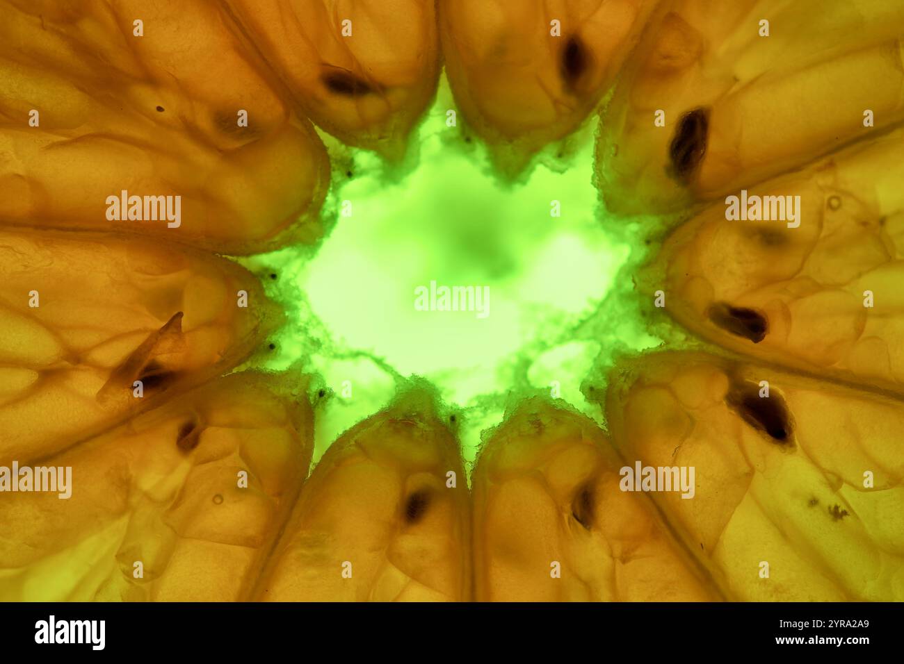 cross section of a tangerine illuminated by backlight structure Stock ...