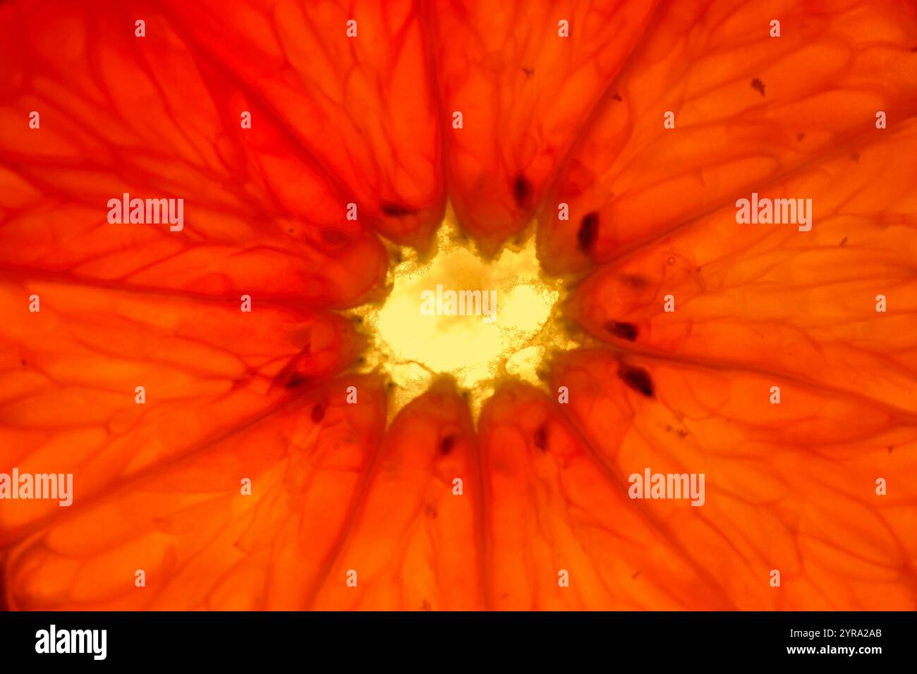cross section of a tangerine illuminated by backlight structure Stock ...