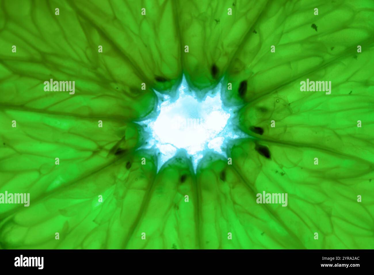 cross section of a tangerine illuminated by backlight structure Stock ...