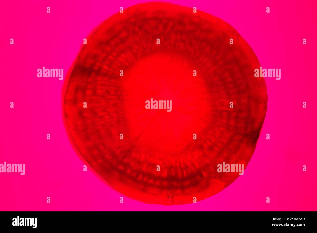 cross section of a banana illuminated by backlight structure Stock ...