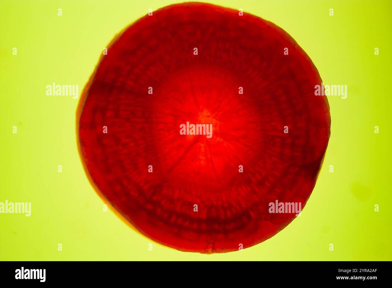 cross section of a banana illuminated by backlight structure Stock ...