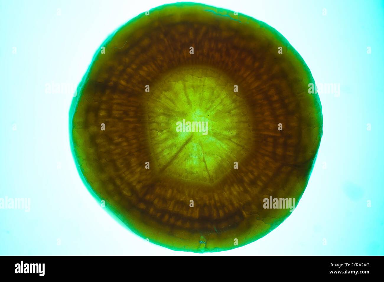 cross section of a banana illuminated by backlight structure Stock ...