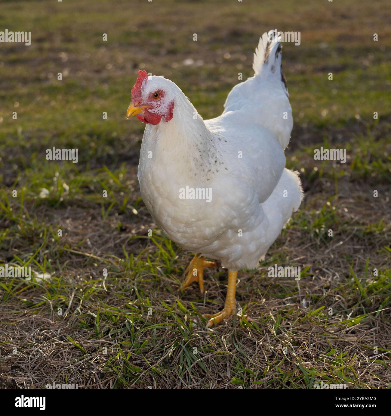 Poultry farming north carolina hi-res stock photography and images - Alamy