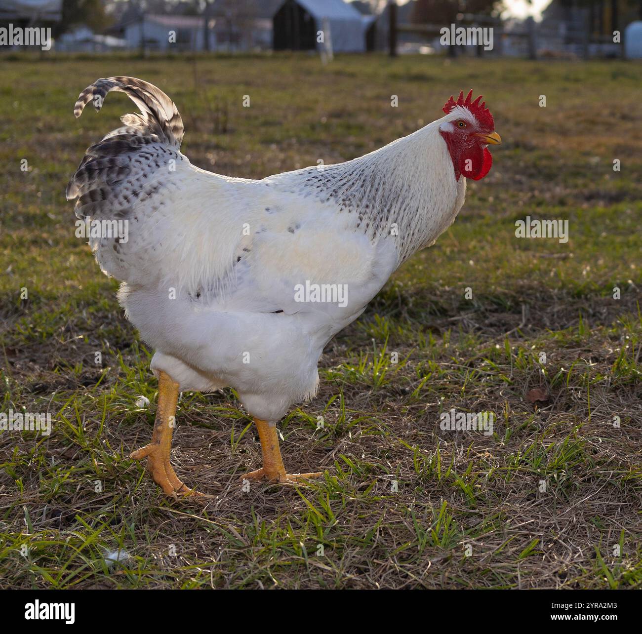 Free ranging white Delaware chicken rooster on a farm in North Carolina ...