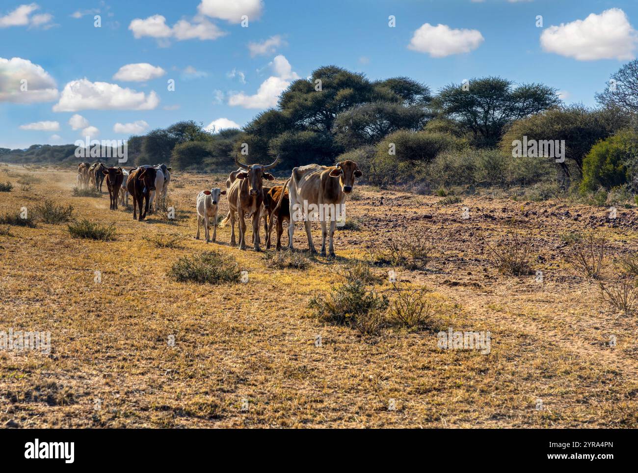 African cattle walking pasture hi-res stock photography and images - Alamy