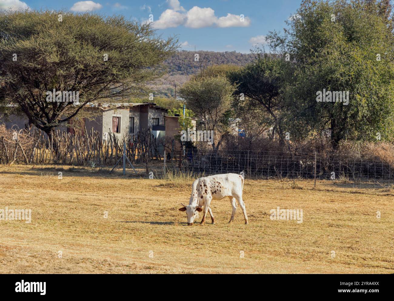 african cattle walking grazing on the pasture near the farm house in ...