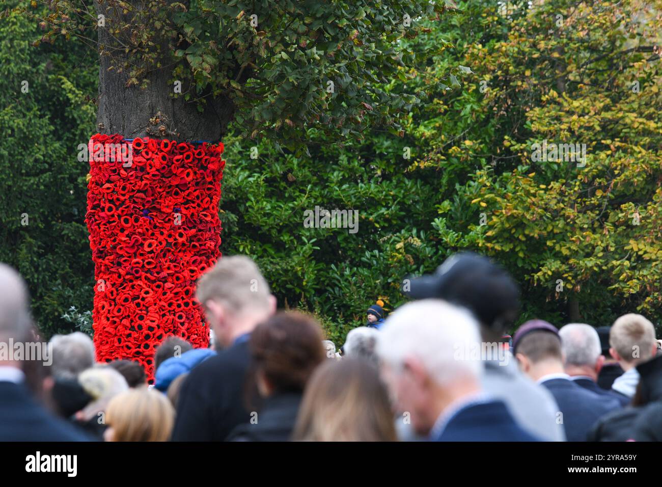 tree wrapped in knitted poppies in queens park loughborough Stock Photo ...