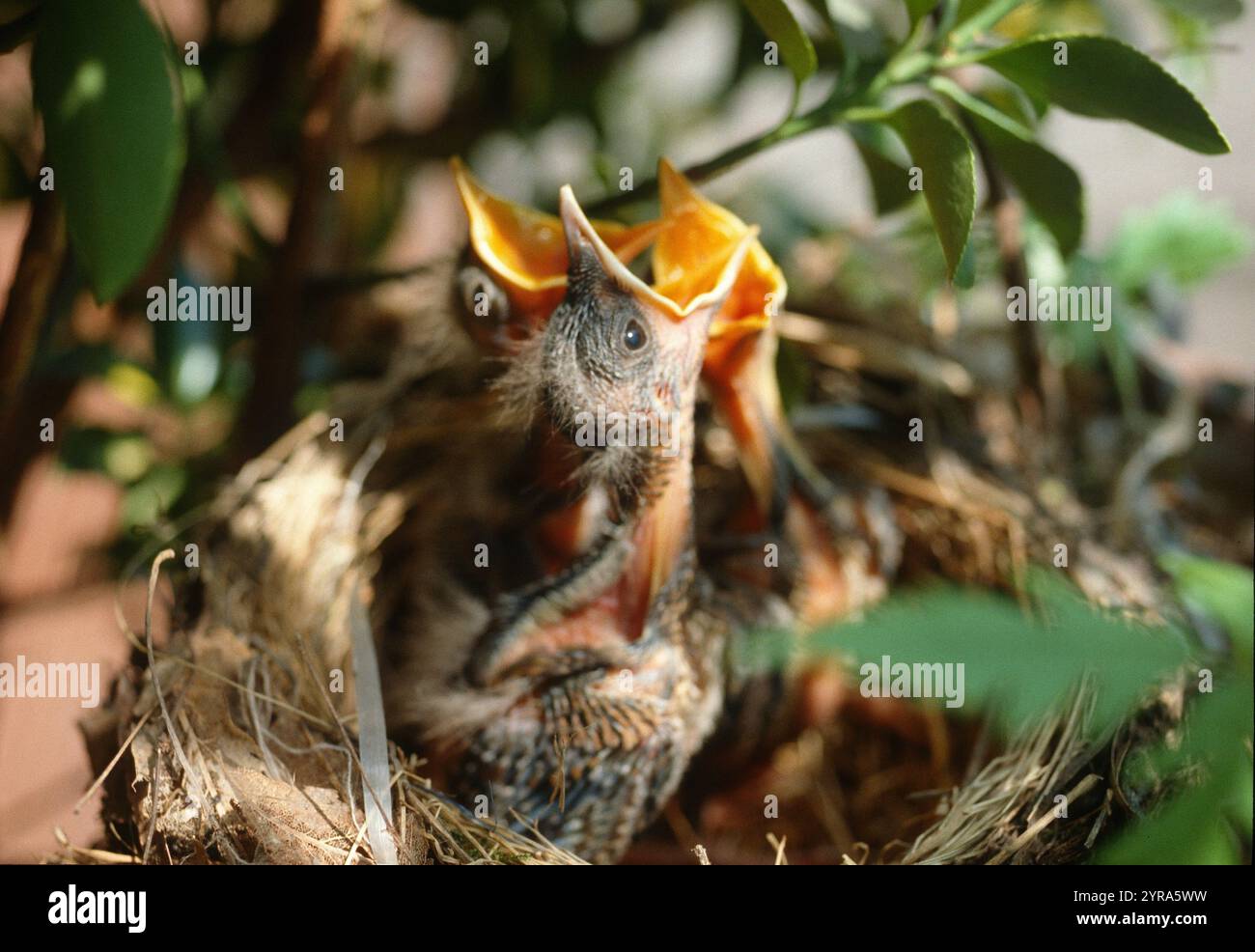 Closeup baby birds with wide open mouth on the nest. Young chicks with ...