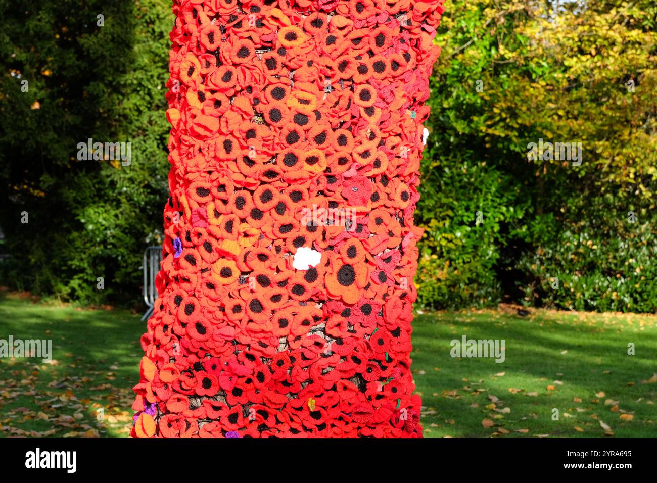 tree wrapped in knitted poppies in queens park loughborough Stock Photo ...
