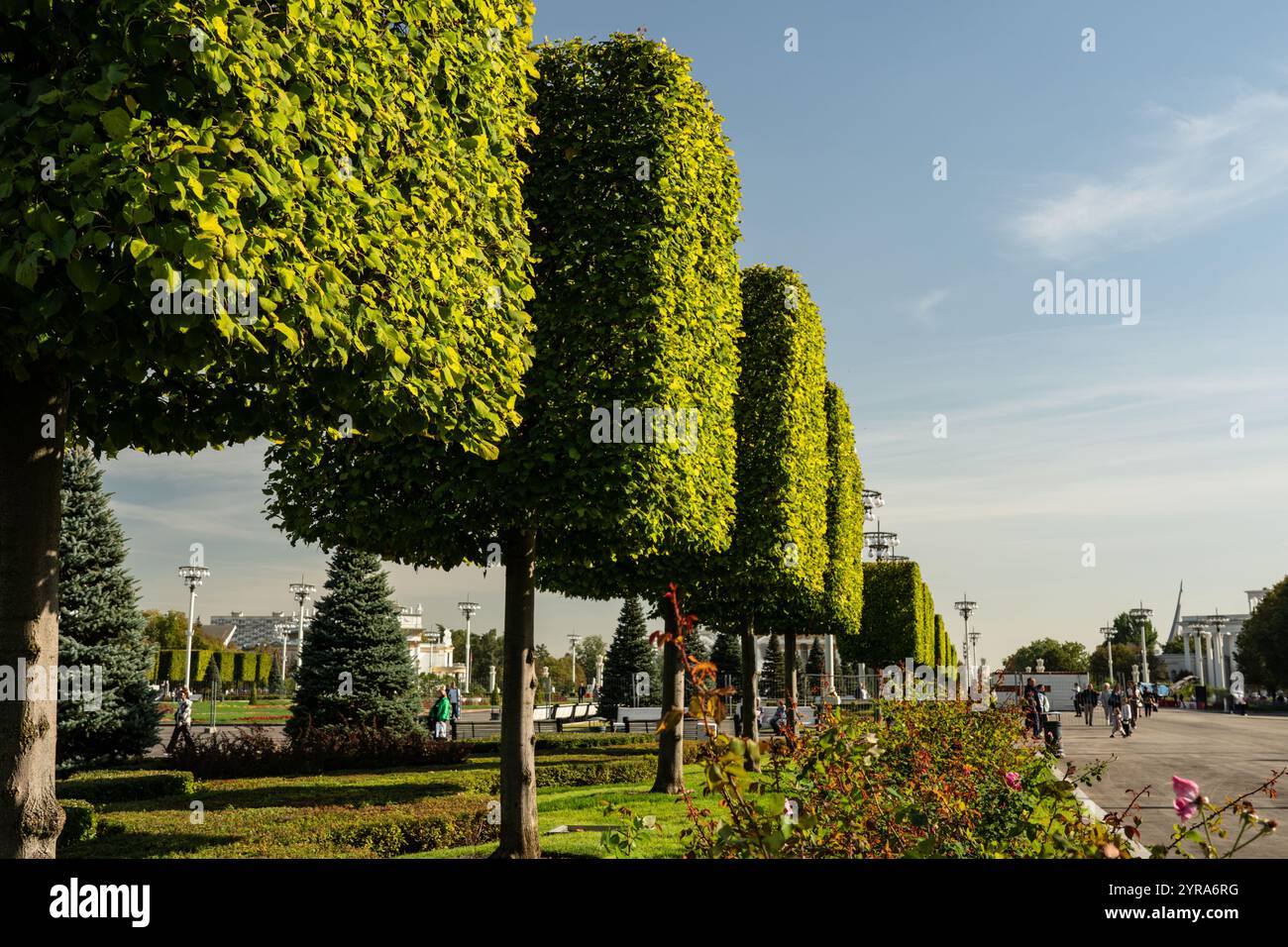 An alley of square trees. A smooth lawn. Perfect green trees. VDNH in ...