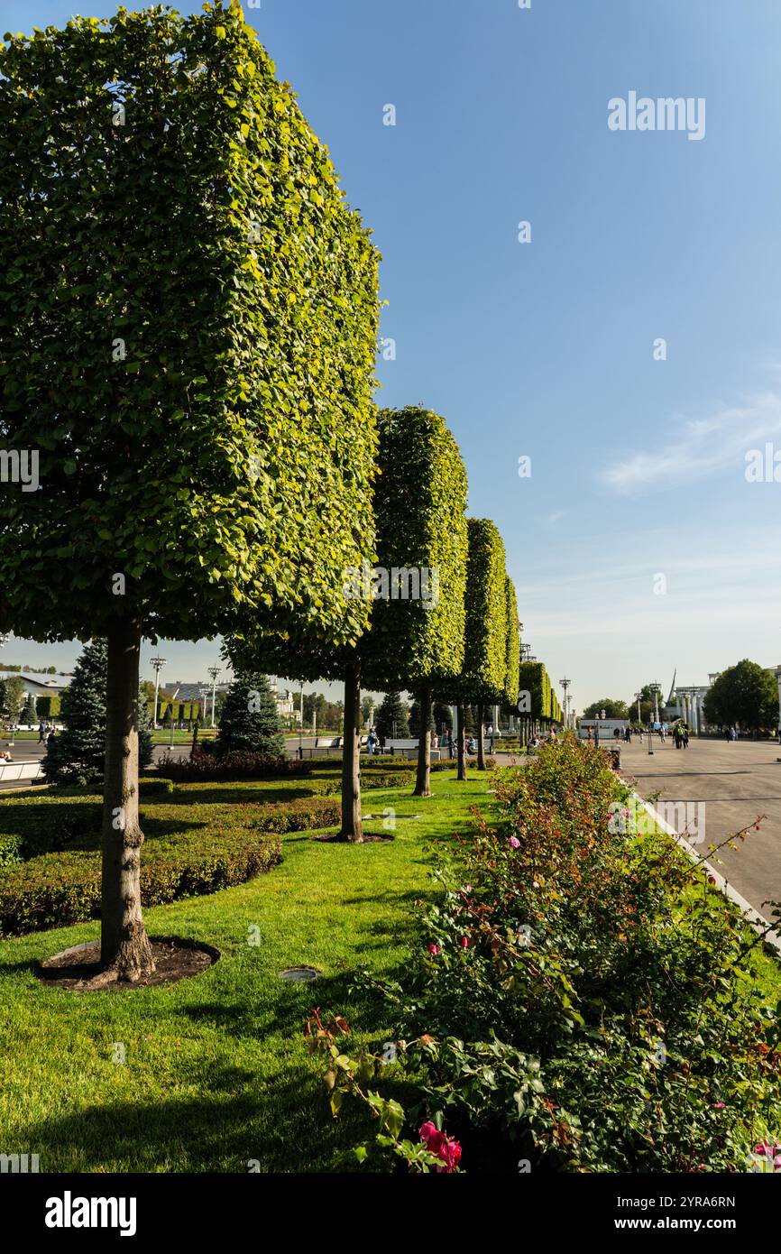 An alley of square trees. A smooth lawn. Perfect green trees. VDNH in ...
