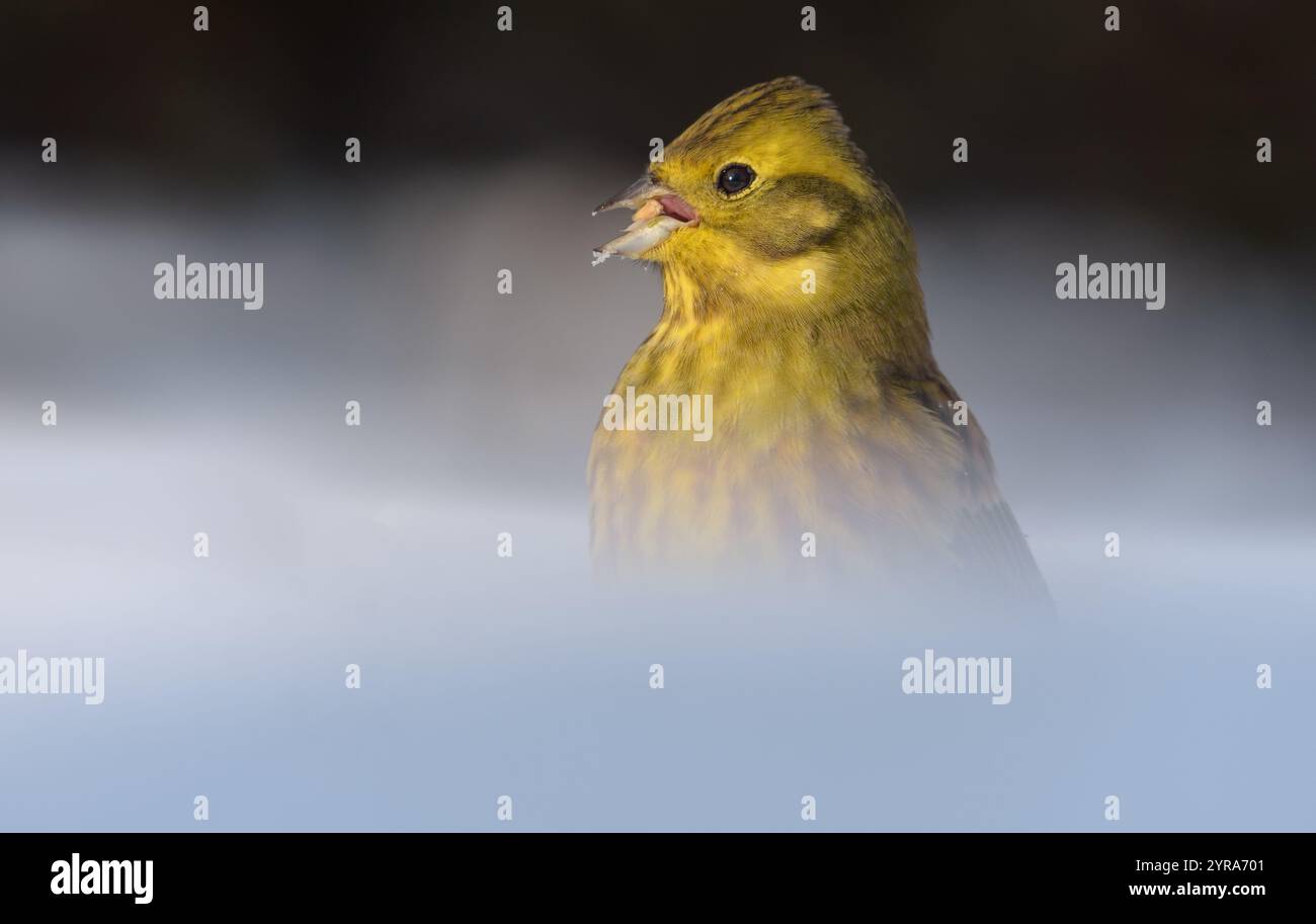 Grains in the beak hi-res stock photography and images - Alamy