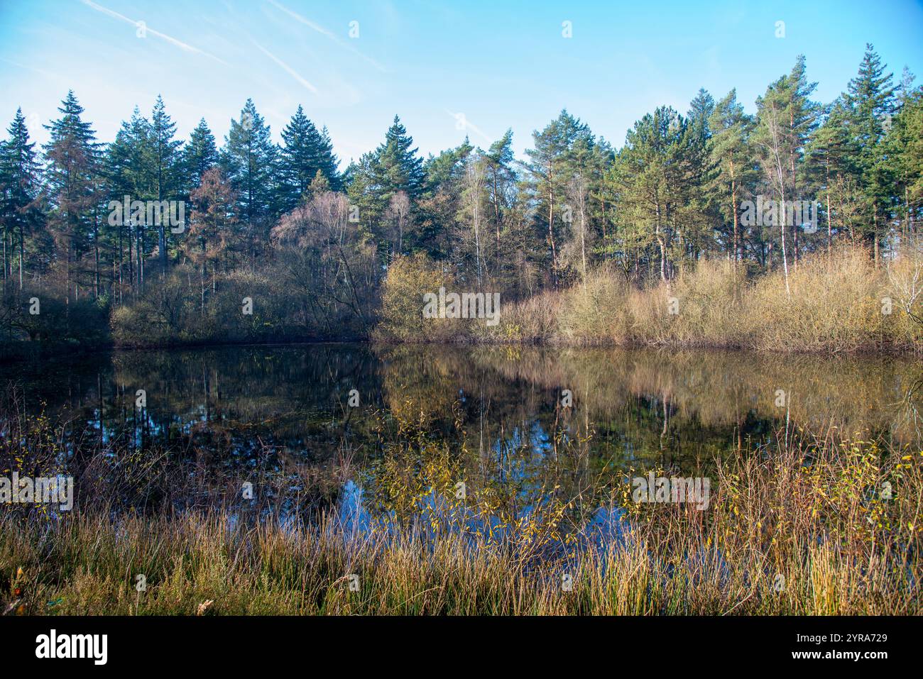 beautiful fen at domain 't Zand, Achterhoek, Gelderland, Holland Stock ...