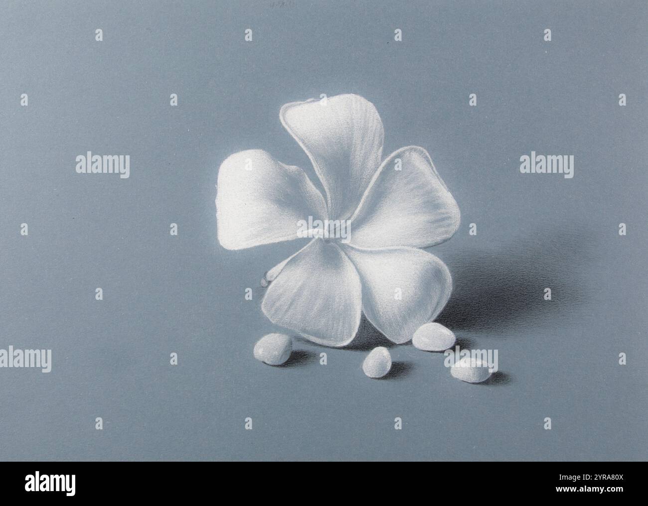 Pebbles flower hi-res stock photography and images - Alamy