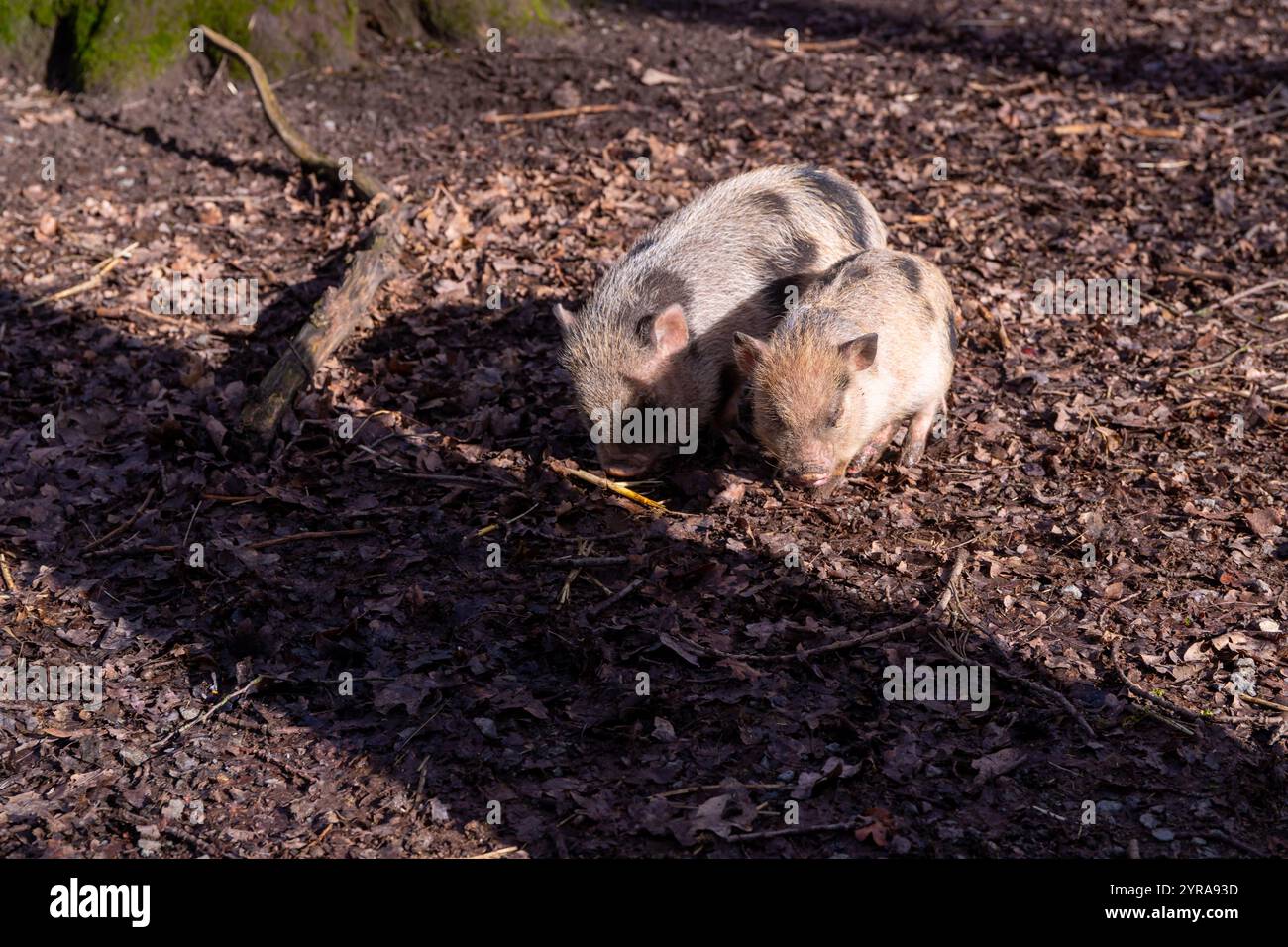 Mud quality hi-res stock photography and images - Alamy