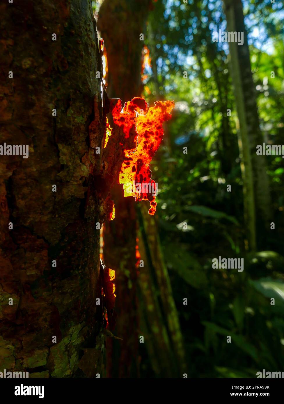 View of the rainforest in the bay of Punta Ova. Punta Ova is located on ...