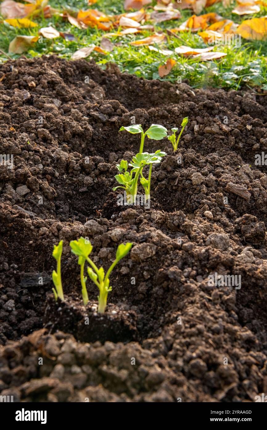 Planting ranunculus flowers. Flower bed with presprouted Ranunculus ...