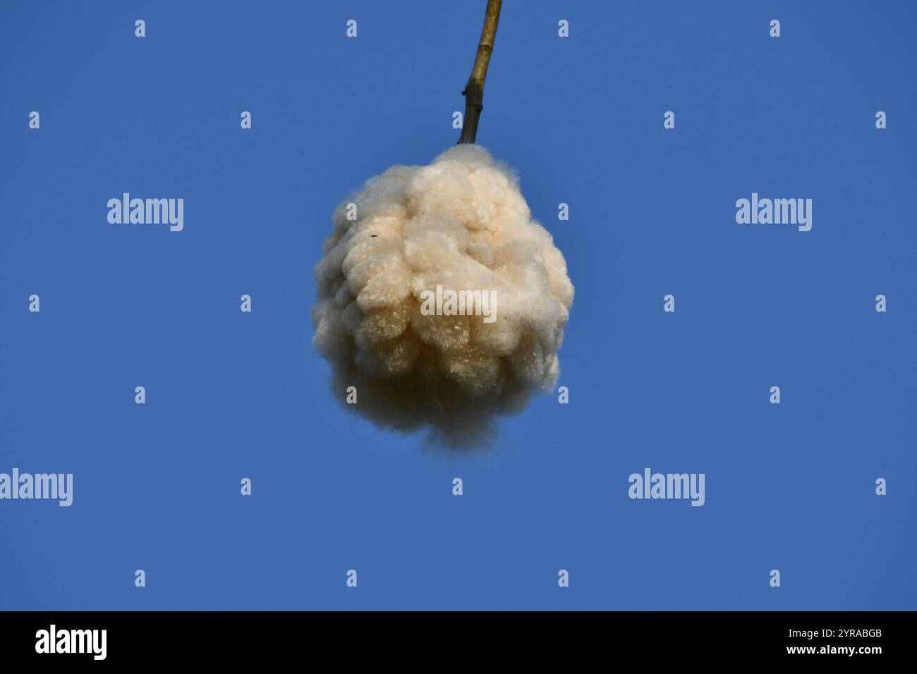 Kapok fruit ceiba pentandra hi-res stock photography and images - Alamy