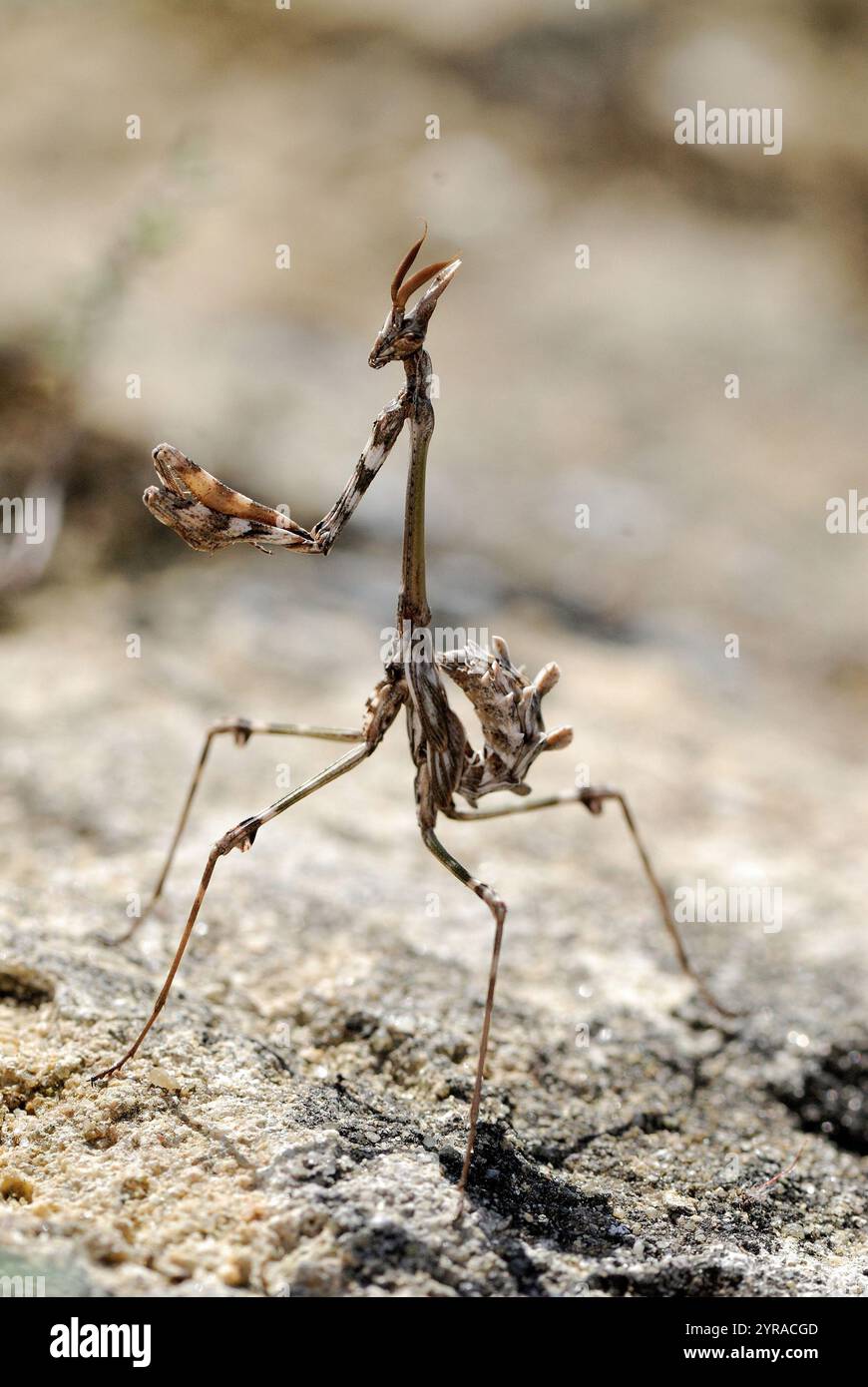 Conehead mantis (Empusa pennata) *** Local Caption *** Stock Photo - Alamy