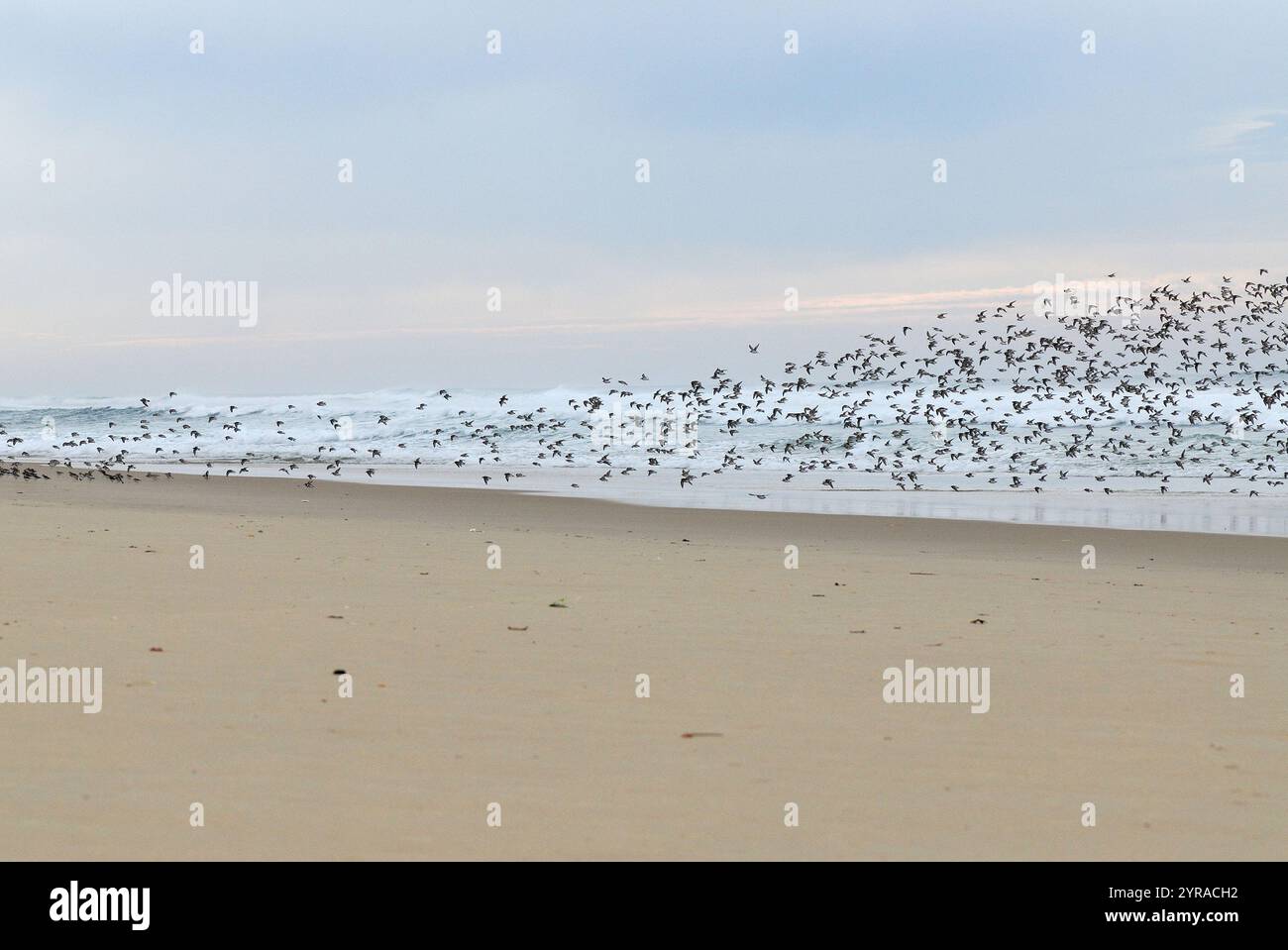Flight of shorebirds over the Atlantic coast *** Local Caption ...