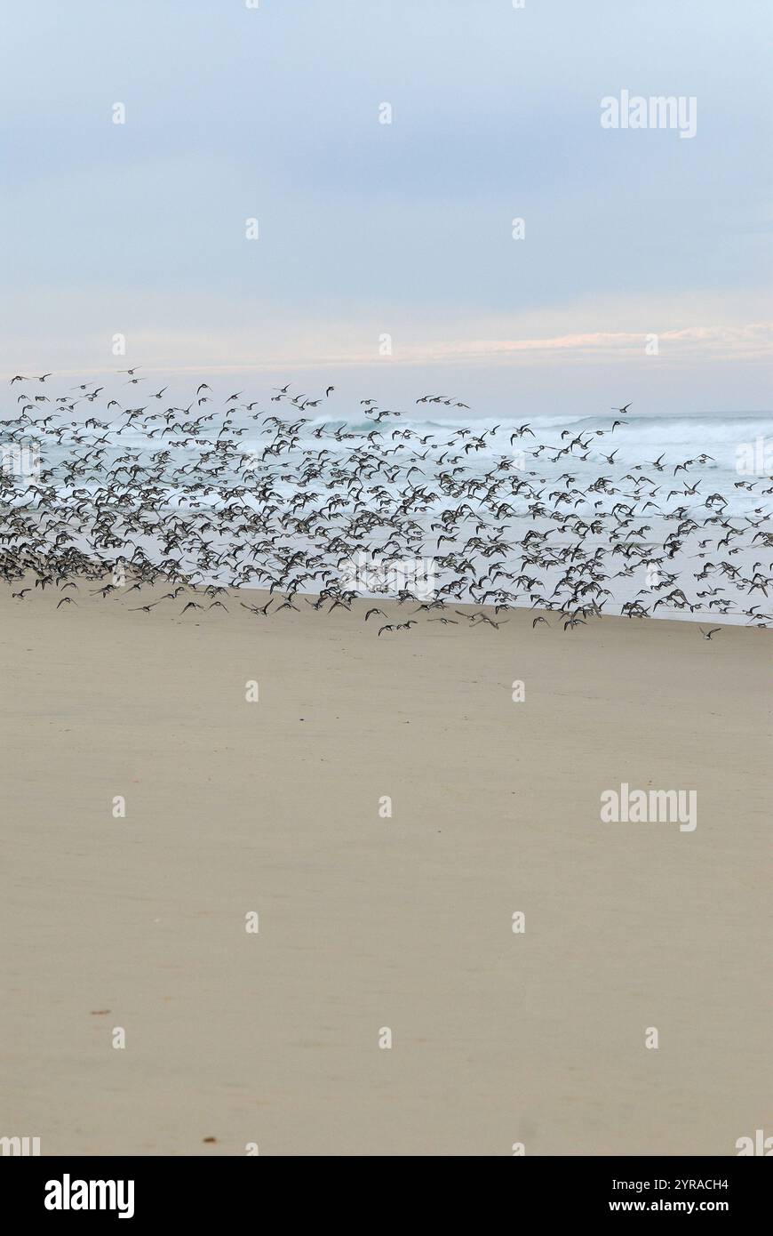Flight of shorebirds over the Atlantic coast *** Local Caption ...