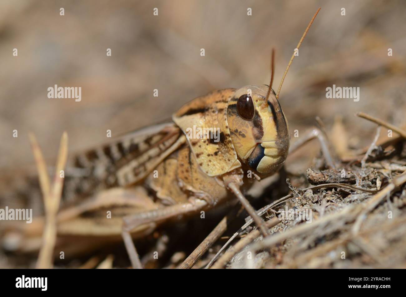 Migratory locust (locusta migratoria) *** Local Caption *** Stock Photo ...
