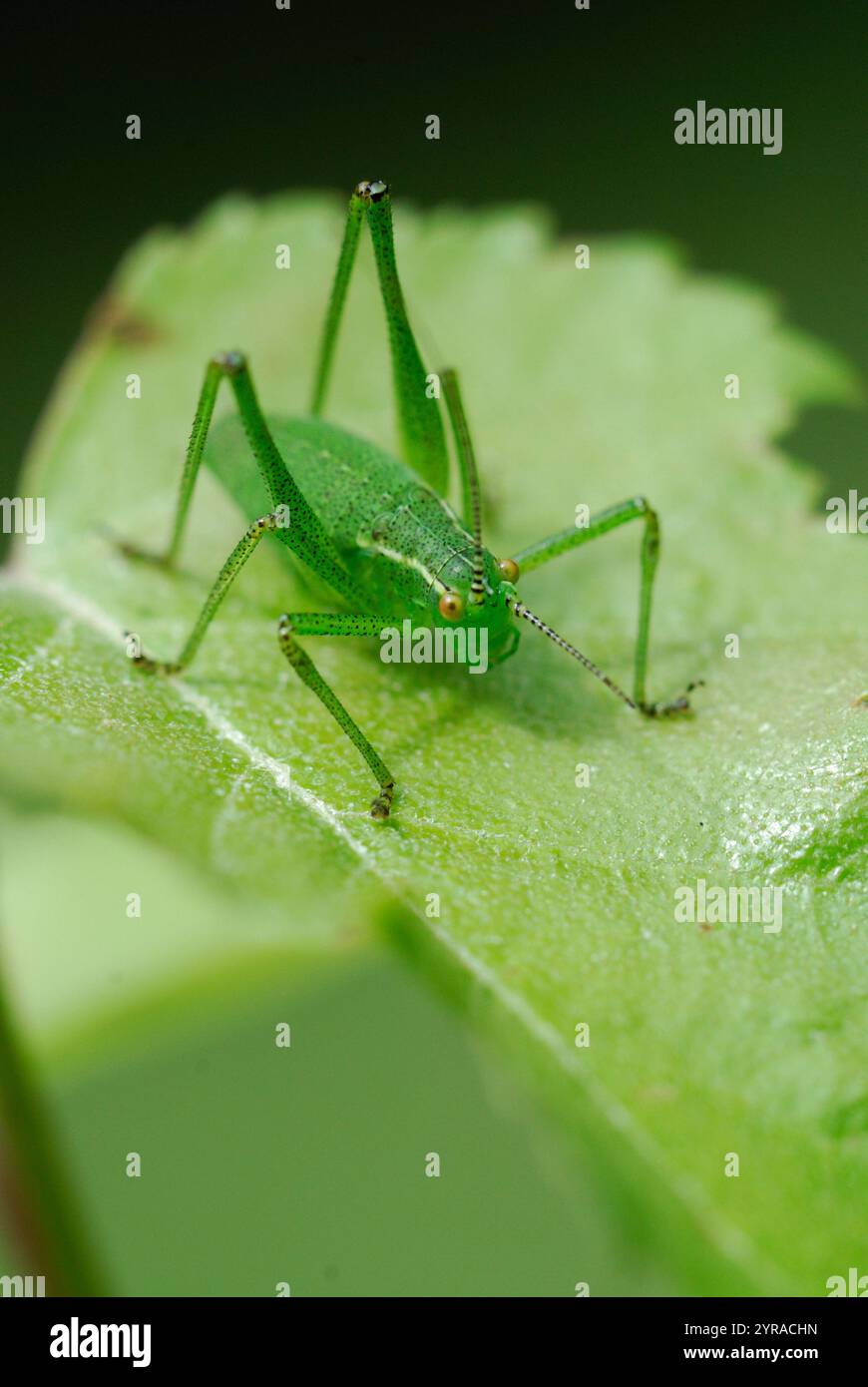 Juvenile speckled bush-cricket (leptophyes punctatissima). Speckled ...