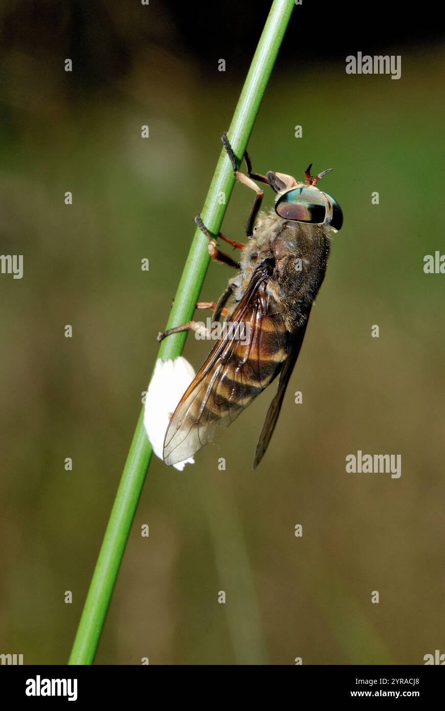 Female horse-fly (or deer fly) laying eggs (tabanidae) *** Local Caption *** Stock Photo - Alamy