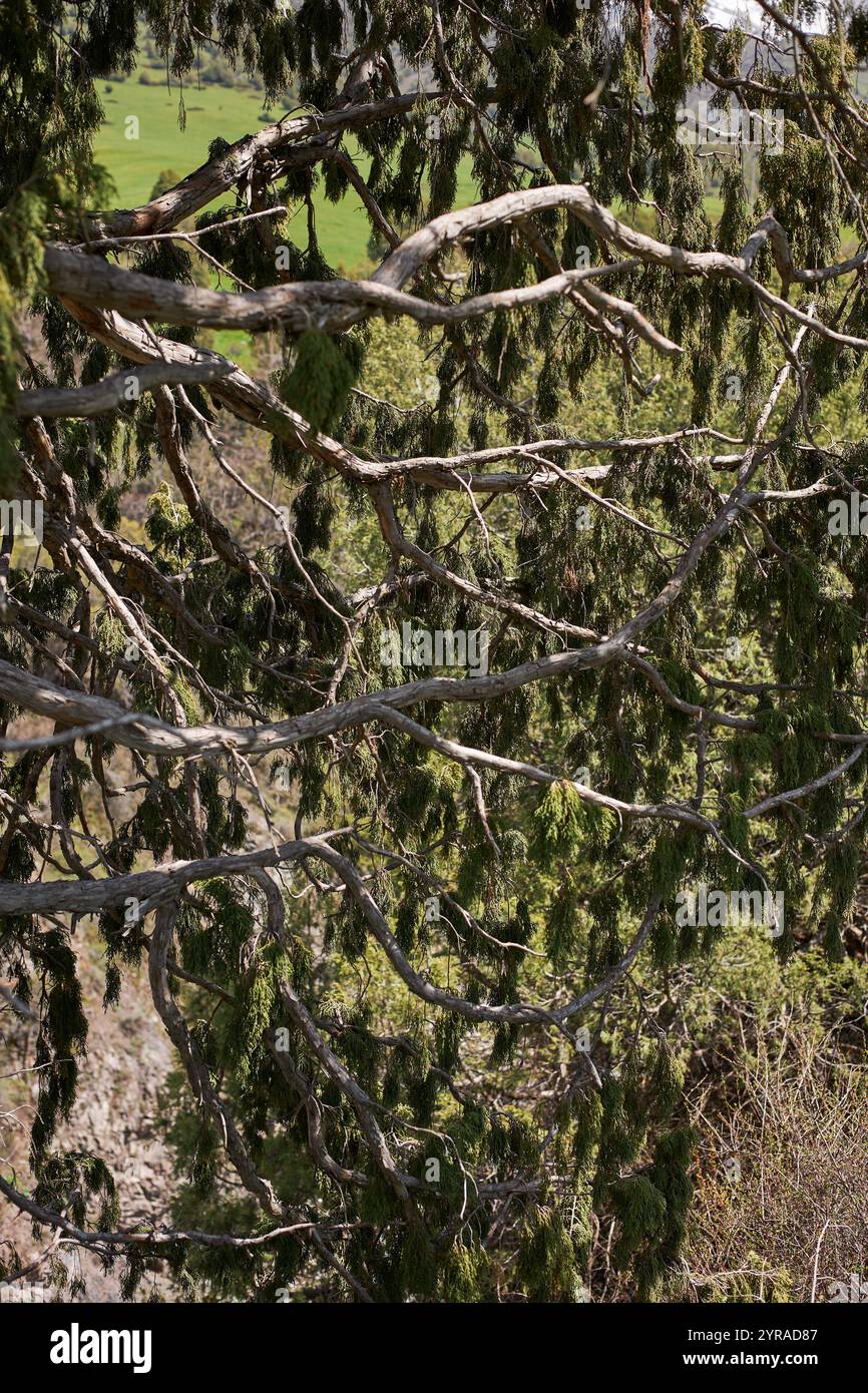 Green coniferous trees in Cupressaceae, cypress family. Wild plant ...