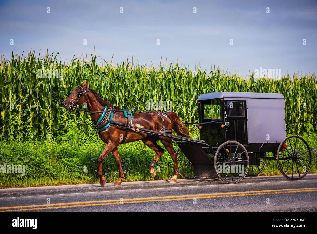 Amish buggy horse hi-res stock photography and images - Alamy