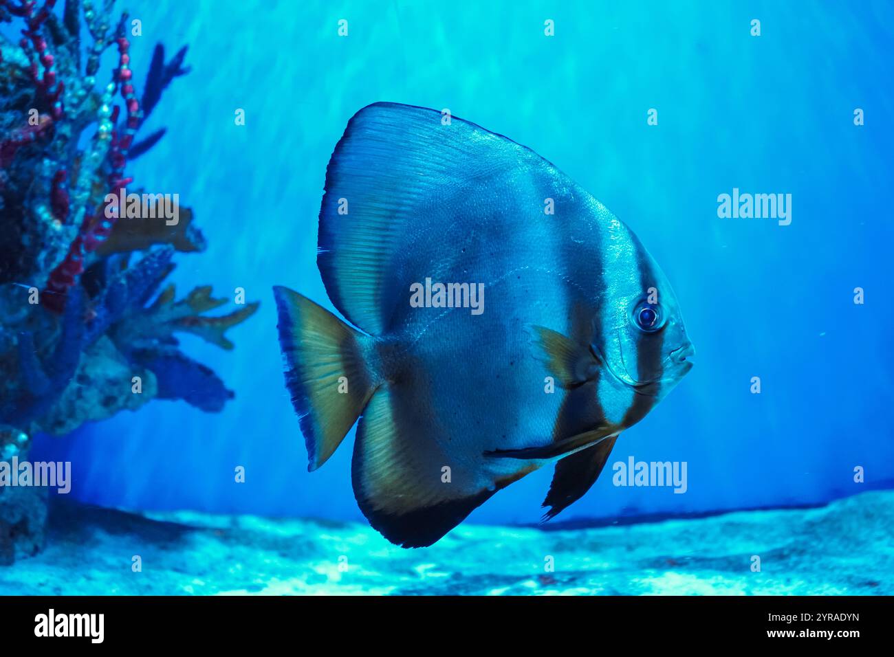 Platax fish captured in a close-up shot, swimming gracefully above a ...