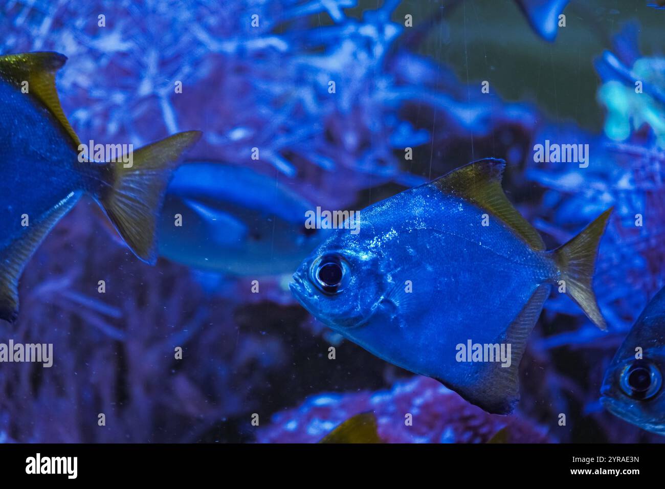 Piranha fish in a lively flock swim through the ocean, with the ...