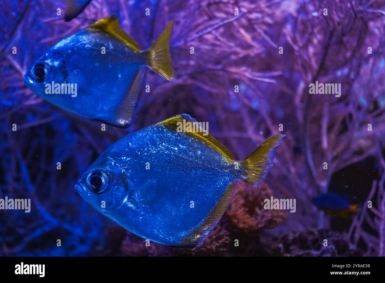 Piranha fish in a lively flock swim through the ocean, with the ...
