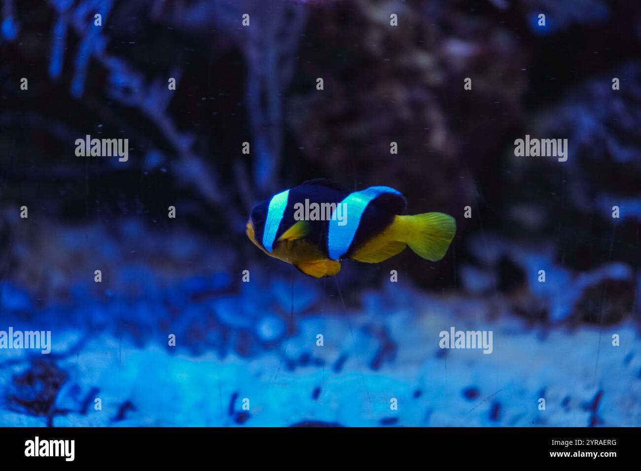 Display of coral reef biodiversity hi-res stock photography and images ...