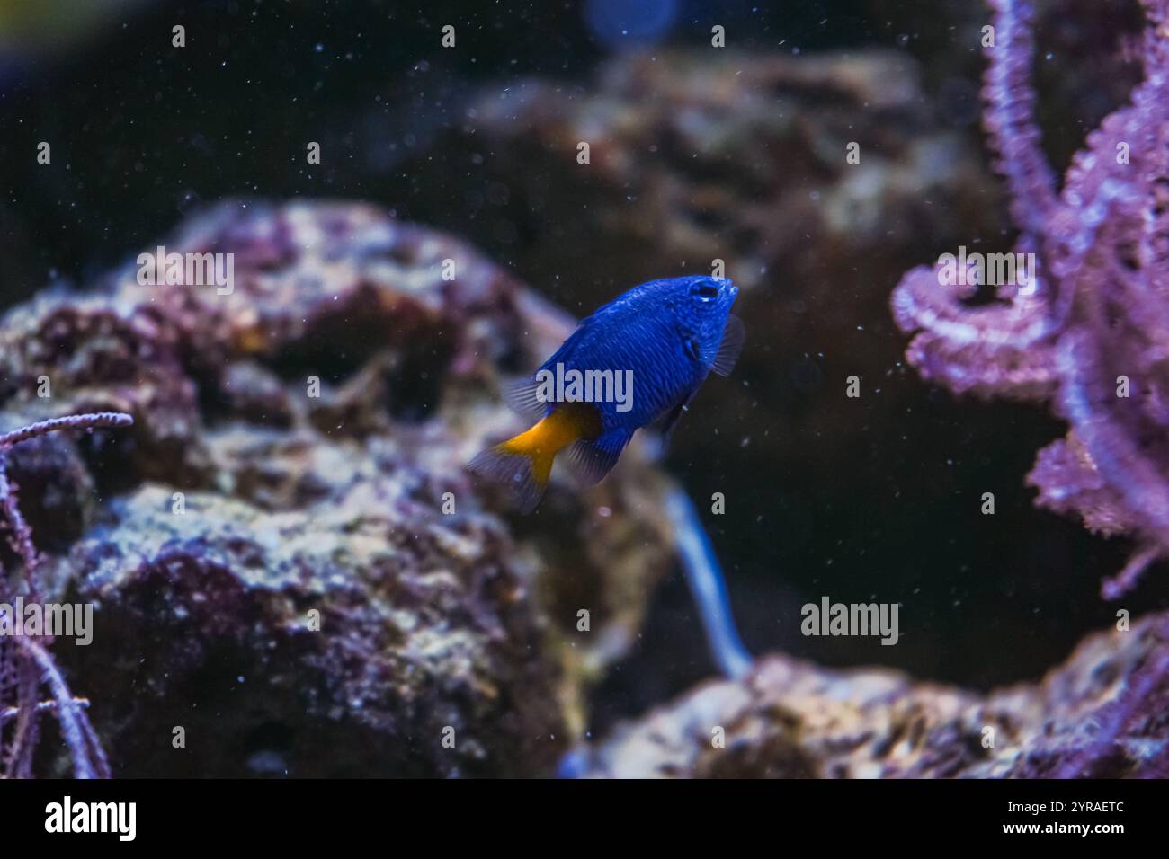 An aquarium scene featuring small, colorful fish swimming among corals ...
