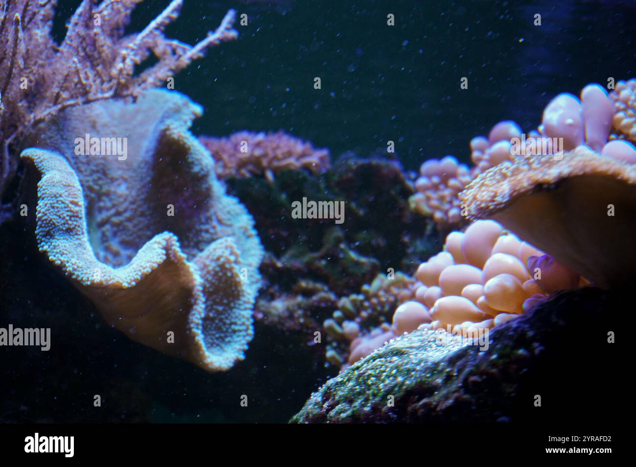 A close-up of coral formations in an underwater tropical environment. A ...