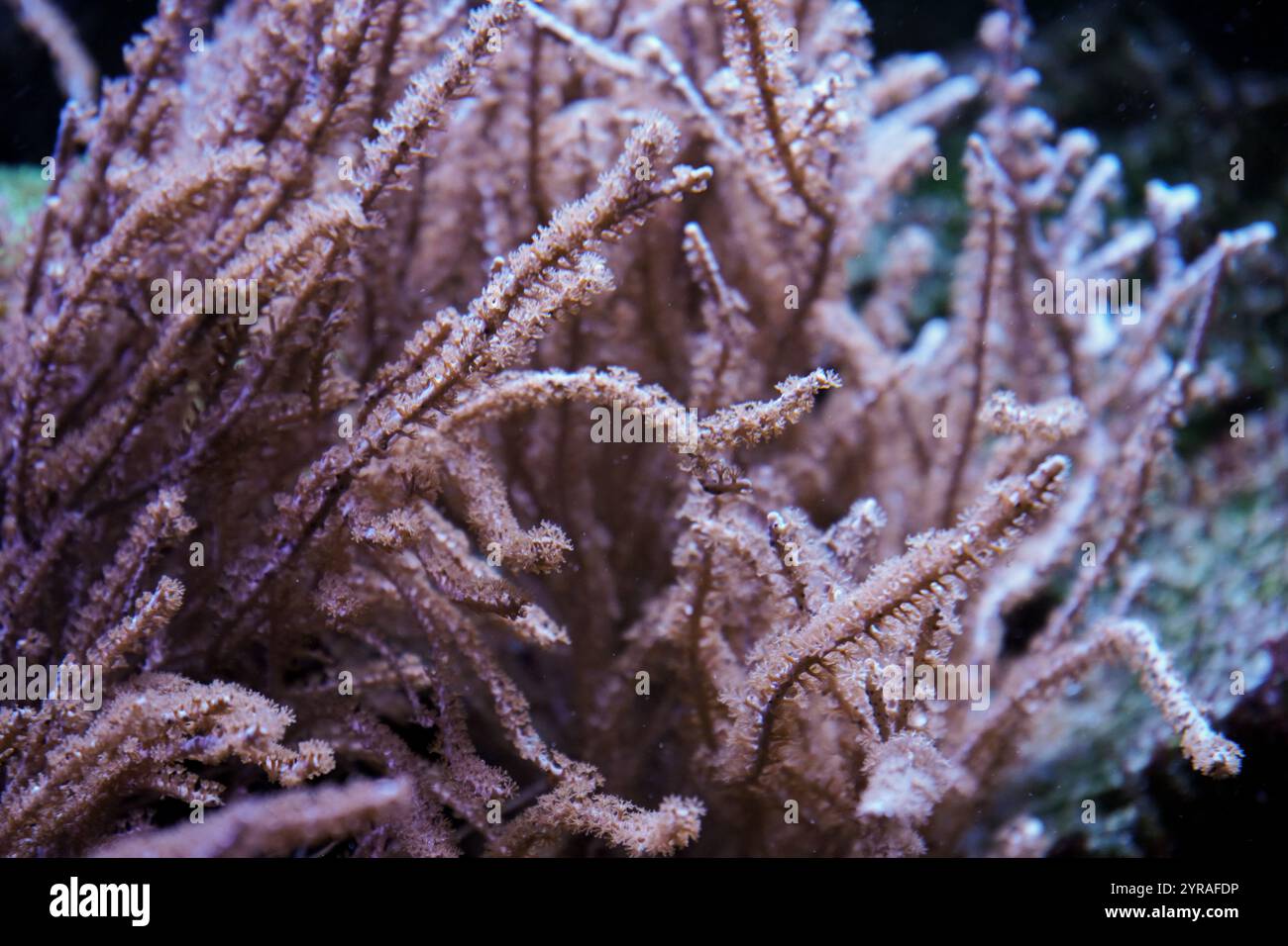 Seagrass, illuminated with vibrant colors and textures, creating a ...