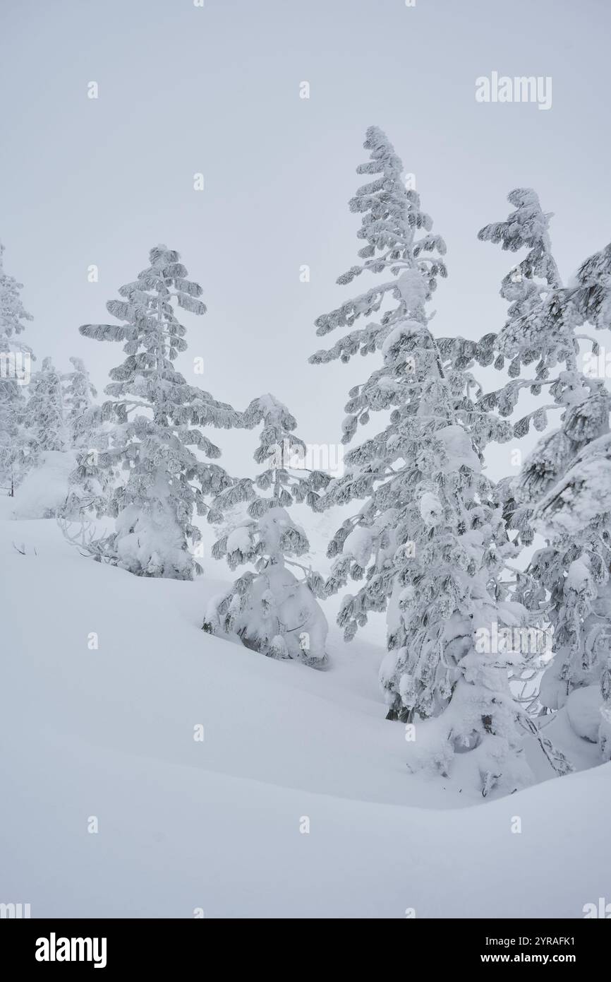 Snow-covered cedar trees completely shrouded in snow. Harsh winter ...