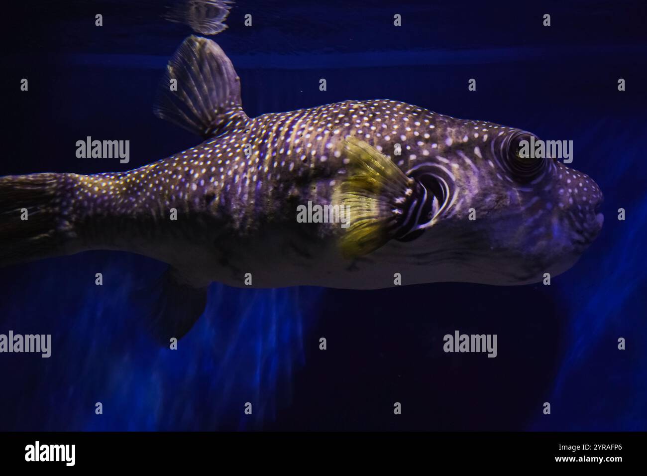 The puffer fish is a small fish about the size of a palm that can swim ...