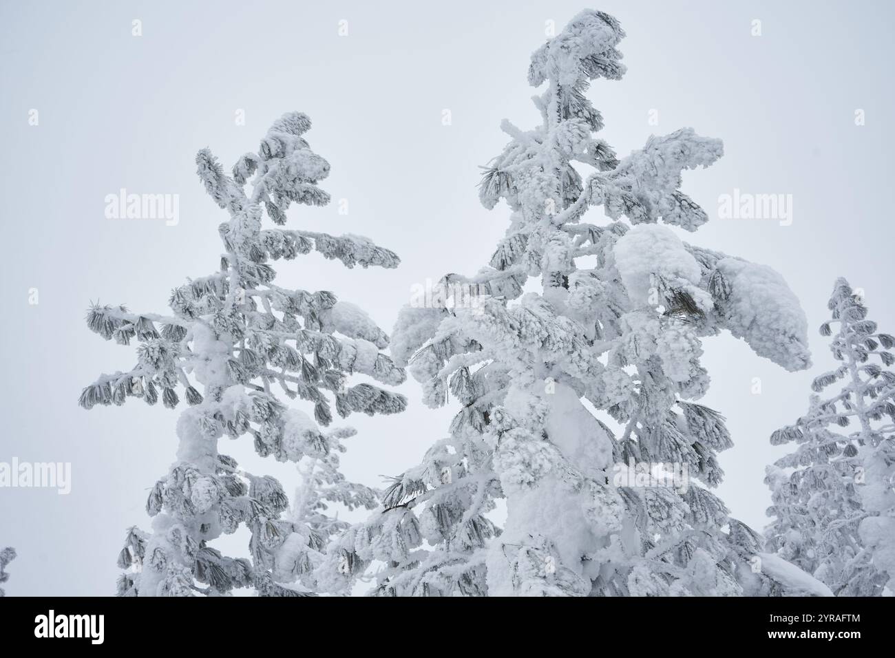 Snow-covered treetops, cedar trees completely shrouded in snow. Harsh ...
