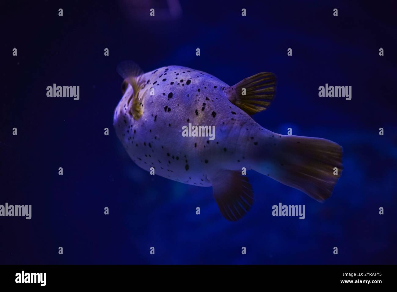 The puffer fish is a small fish about the size of a palm that can swim ...